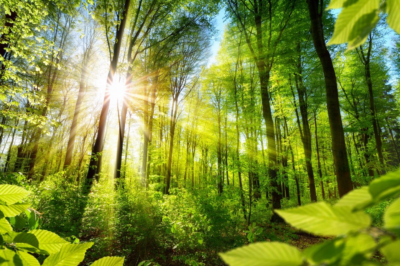 L'engagement environnemental de Konica Minolta également reconnu par ...